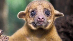 20 Most Expensive Exotic Animals You Can Buy