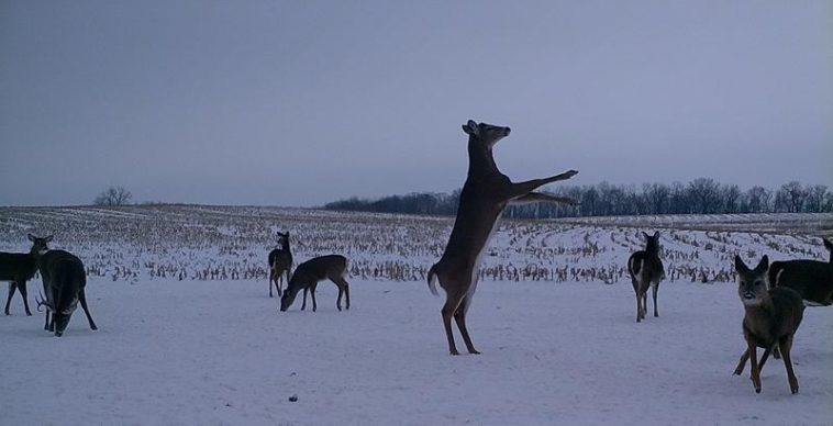 Trail Cameras Capture Real Wildlife Photos - Page 40 of 50 - Worthly