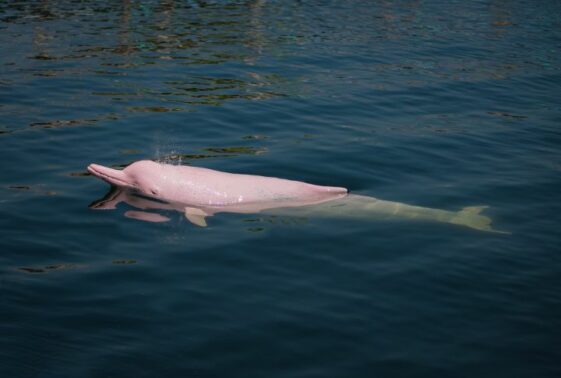 15 Most Fascinating Pink Creatures in the World - Worthly