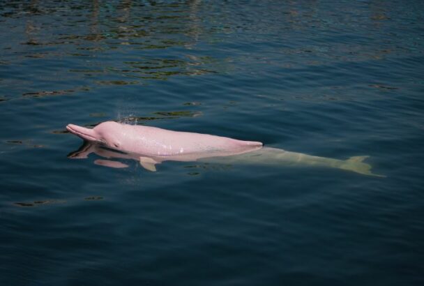 15 Most Fascinating Pink Creatures in the World - Worthly