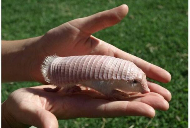 15 Most Fascinating Pink Creatures in the World - Worthly