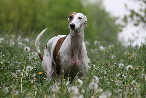 15 Sighthound Breeds and Their Unique Traits - Worthly