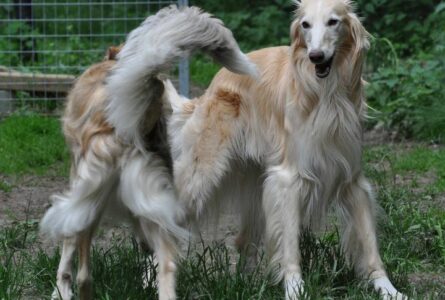 15 Sighthound Breeds and Their Unique Traits - Worthly