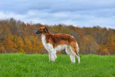 15 Sighthound Breeds and Their Unique Traits - Worthly