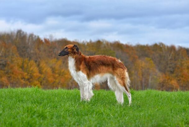 15 Sighthound Breeds and Their Unique Traits - Worthly