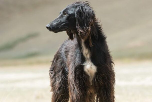 15 Sighthound Breeds and Their Unique Traits - Worthly