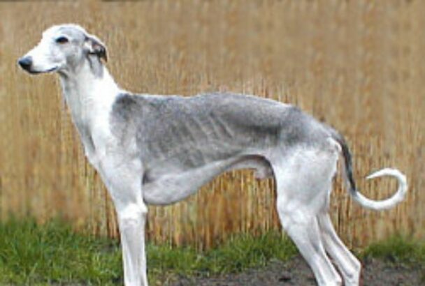 15 Sighthound Breeds and Their Unique Traits - Worthly