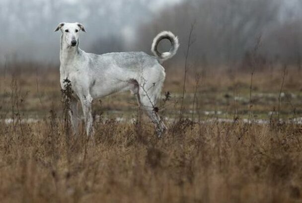 15 Sighthound Breeds and Their Unique Traits - Worthly