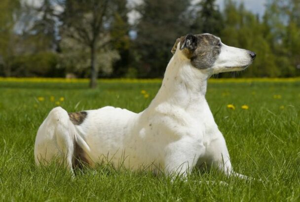 15 Sighthound Breeds and Their Unique Traits - Worthly