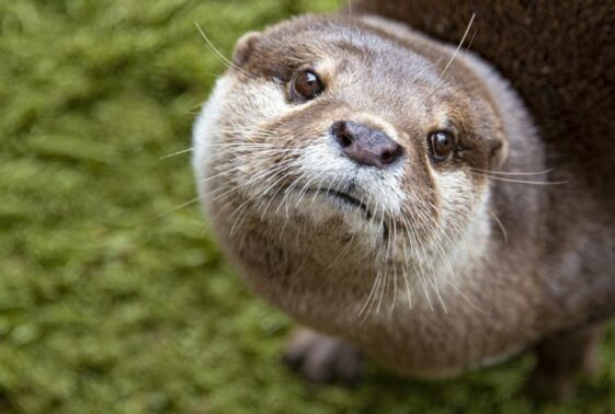 15 Reasons Why Otters Are the Most Delightful Creatures - Worthly