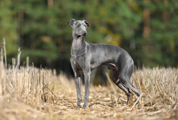 15 Sighthound Breeds and Their Unique Traits - Worthly