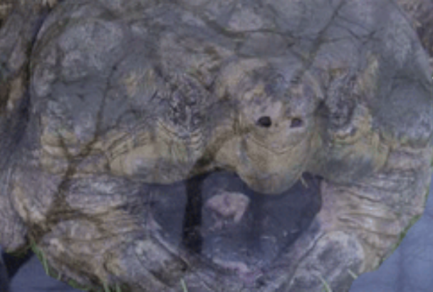 15 Indiana Cryptids and Their Haunting Tales - Worthly