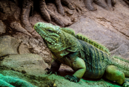 15 Indiana Cryptids and Their Haunting Tales - Worthly