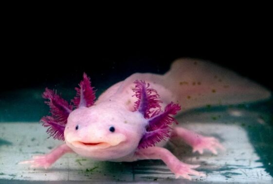 15 Most Fascinating Pink Creatures in the World - Worthly