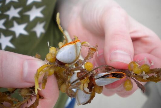 15 Most Expensive Foods in the World - Worthly