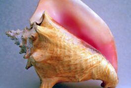 The 15 Rarest Seashells Around the World - Worthly