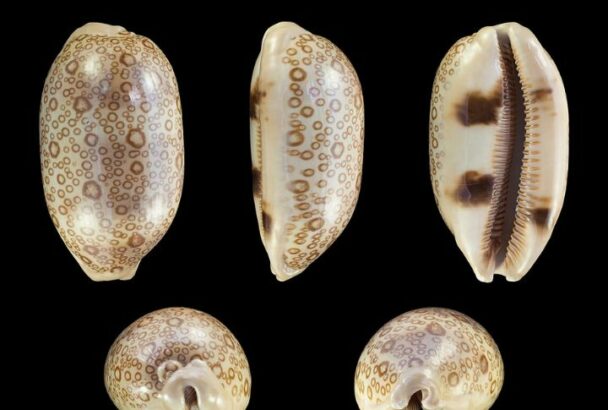 The 15 Rarest Seashells Around the World - Worthly