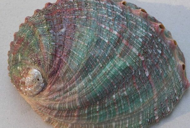 The 15 Rarest Seashells Around the World - Worthly