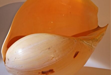 The 15 Rarest Seashells Around the World - Worthly