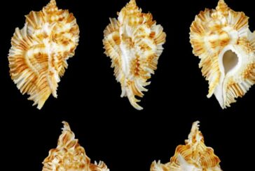 The 15 Rarest Seashells Around the World - Worthly