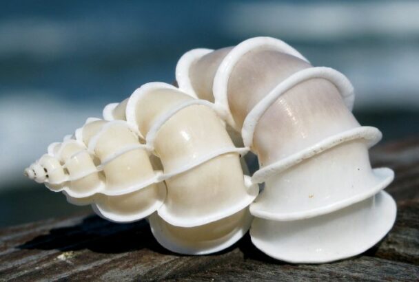The 15 Rarest Seashells Around the World - Worthly