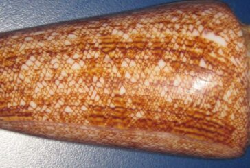 The 15 Rarest Seashells Around the World - Worthly