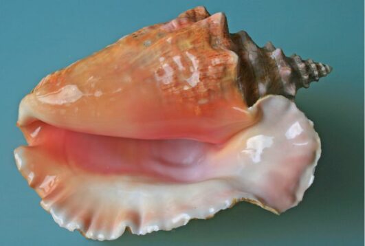 The 15 Rarest Seashells Around the World - Worthly