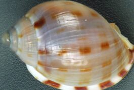 The 15 Rarest Seashells Around the World - Worthly