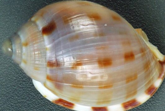 The 15 Rarest Seashells Around the World - Worthly