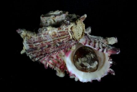 The 15 Rarest Seashells Around the World - Worthly