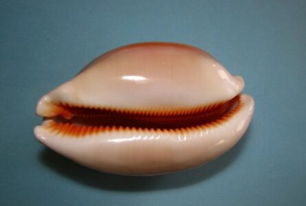 The 15 Rarest Seashells Around the World - Worthly