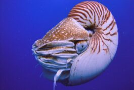 The 15 Rarest Seashells Around the World - Worthly