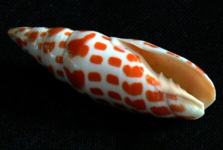 The 15 Rarest Seashells Around the World - Worthly