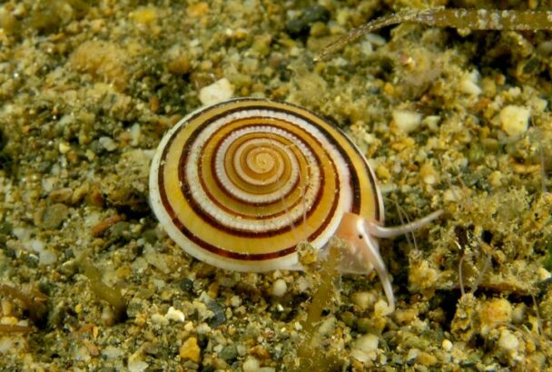 The 15 Rarest Seashells Around the World - Worthly