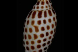 The 15 Rarest Seashells Around the World - Worthly