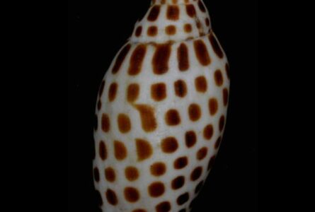 The 15 Rarest Seashells Around the World - Worthly