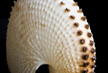 The 15 Rarest Seashells Around the World - Worthly