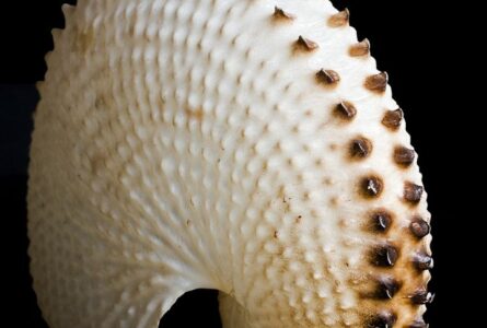 The 15 Rarest Seashells Around the World - Worthly
