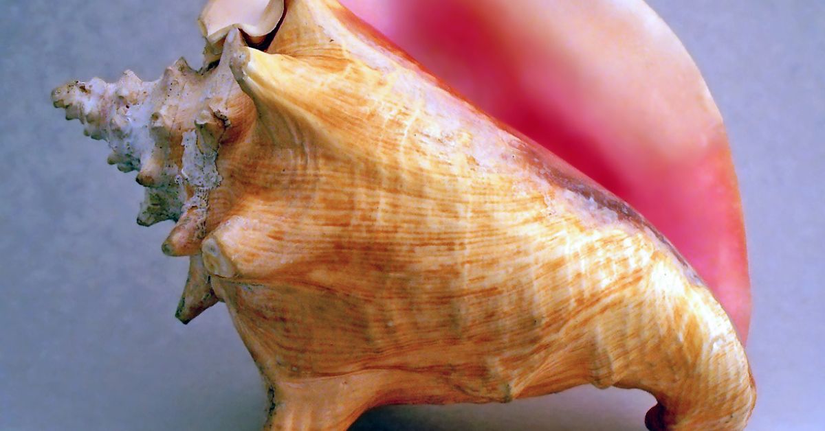 The 15 Rarest Seashells Around the World - Worthly