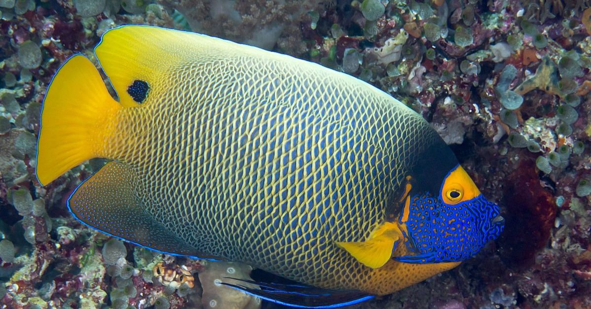 10 Expensive Aquarium Fish for the Discerning Collector - Worthly