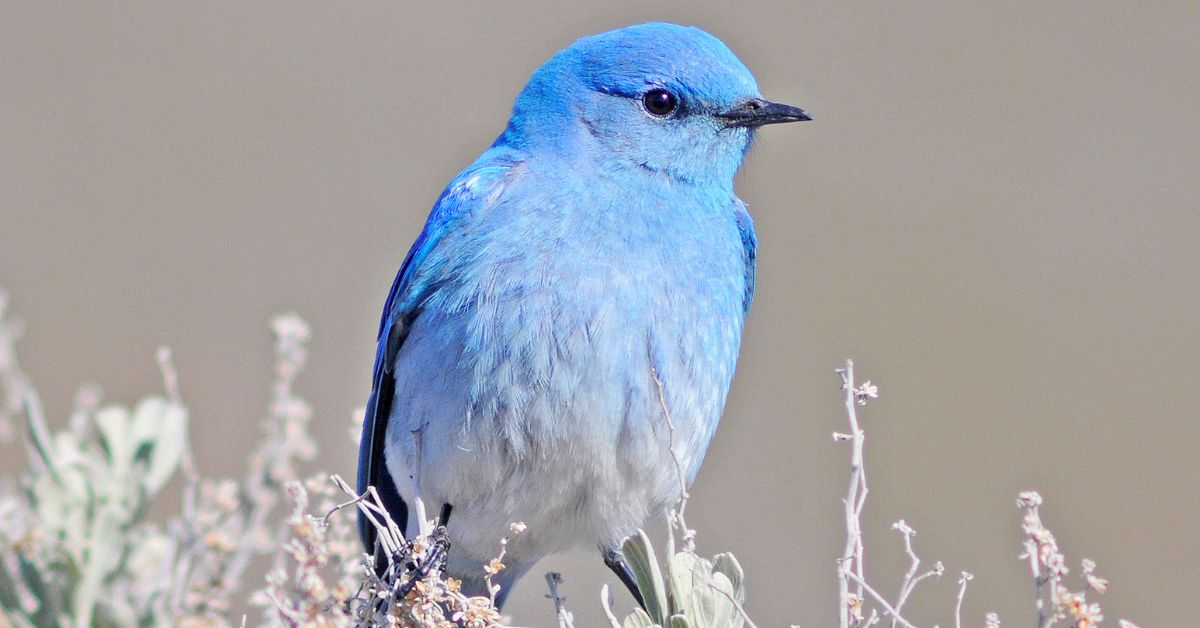 The Most Fascinating State Birds Across the US - Worthly
