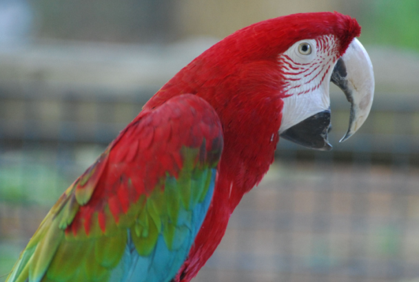 20 Rare Birds That Come With Hefty Price Tags - Worthly