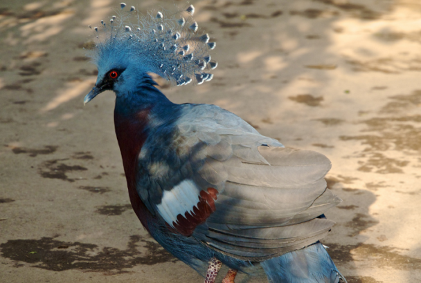 20 Rare Birds That Come With Hefty Price Tags - Worthly