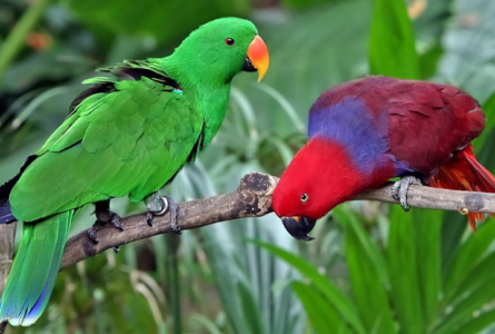 20 Rare Birds That Come With Hefty Price Tags - Worthly