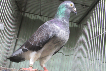 20 Rare Birds That Come With Hefty Price Tags - Worthly