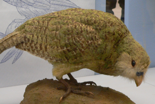 20 Rare Birds That Come With Hefty Price Tags - Worthly