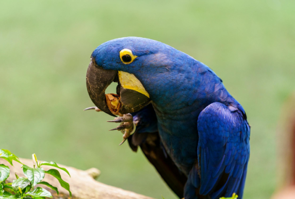 20 Rare Birds That Come With Hefty Price Tags - Worthly