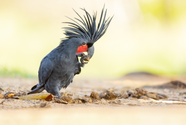 20 Rare Birds That Come With Hefty Price Tags - Worthly