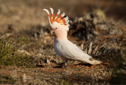 20 Rare Birds That Come With Hefty Price Tags - Worthly