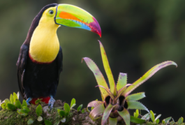 20 Rare Birds That Come With Hefty Price Tags - Worthly